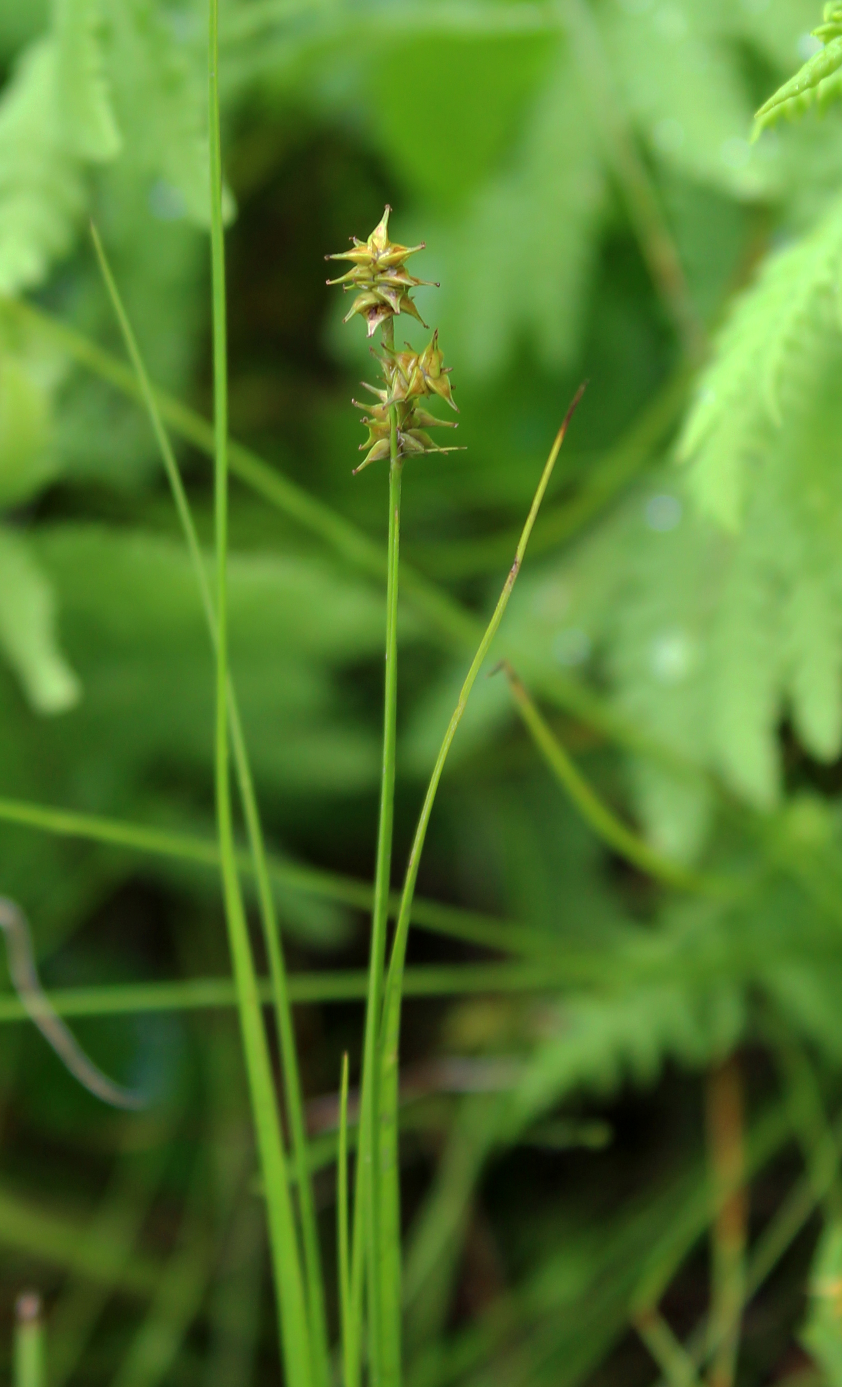 Sedges of Pennsylvania - Flora of Pennsylvania