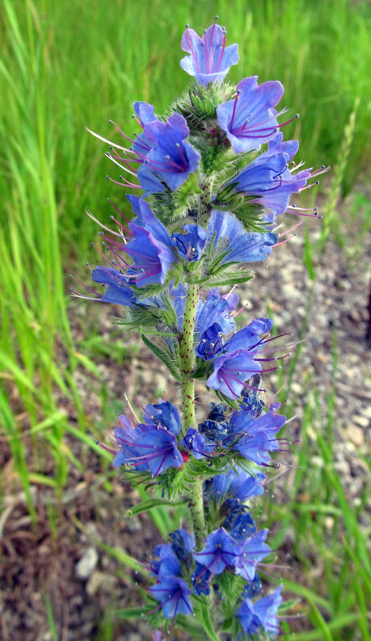 Invasive and alien plants of Pennsylvania - Flora of Pennsylvania