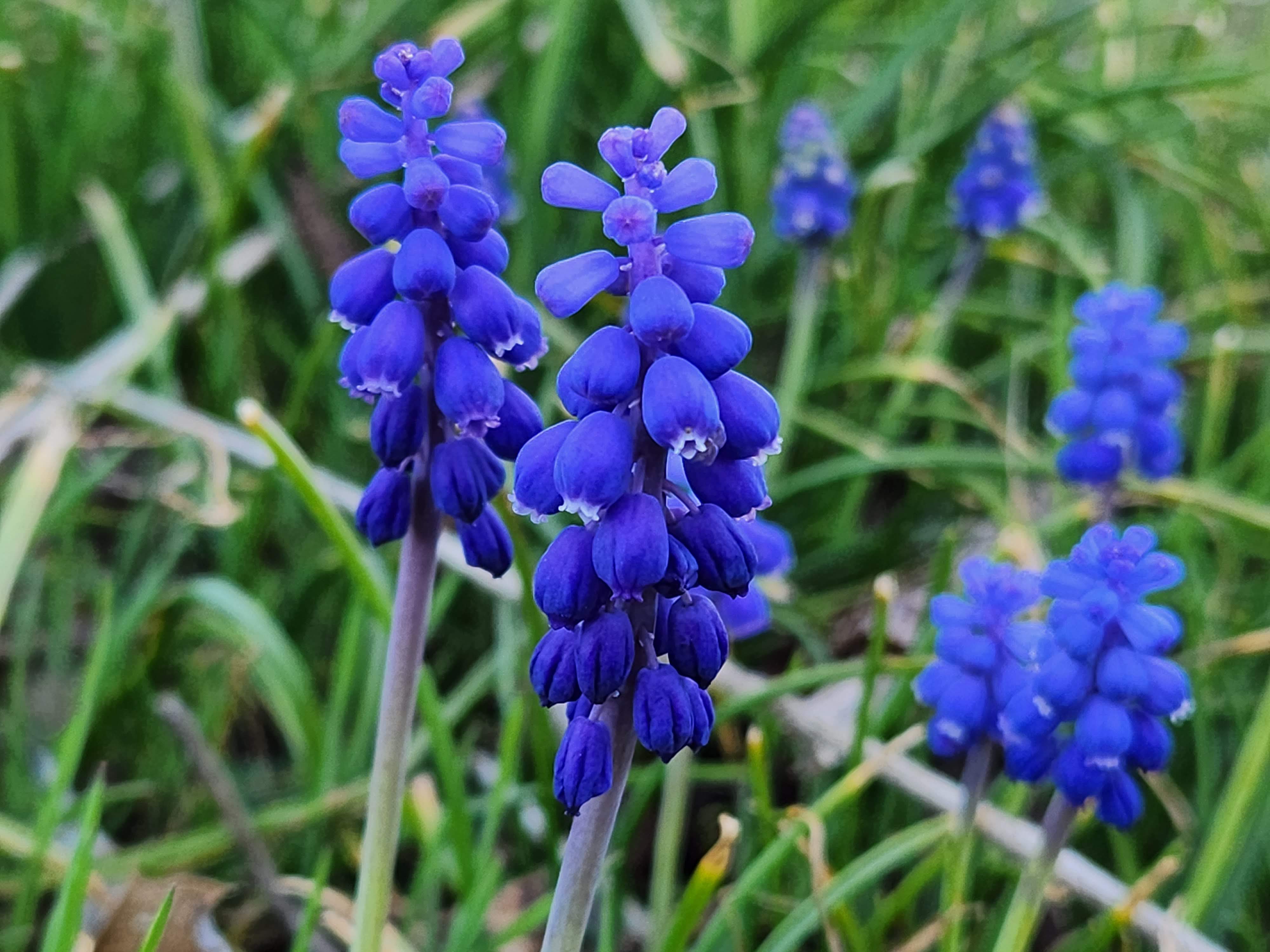 Herbaceous plants of Pennsylvania - Flora of Pennsylvania