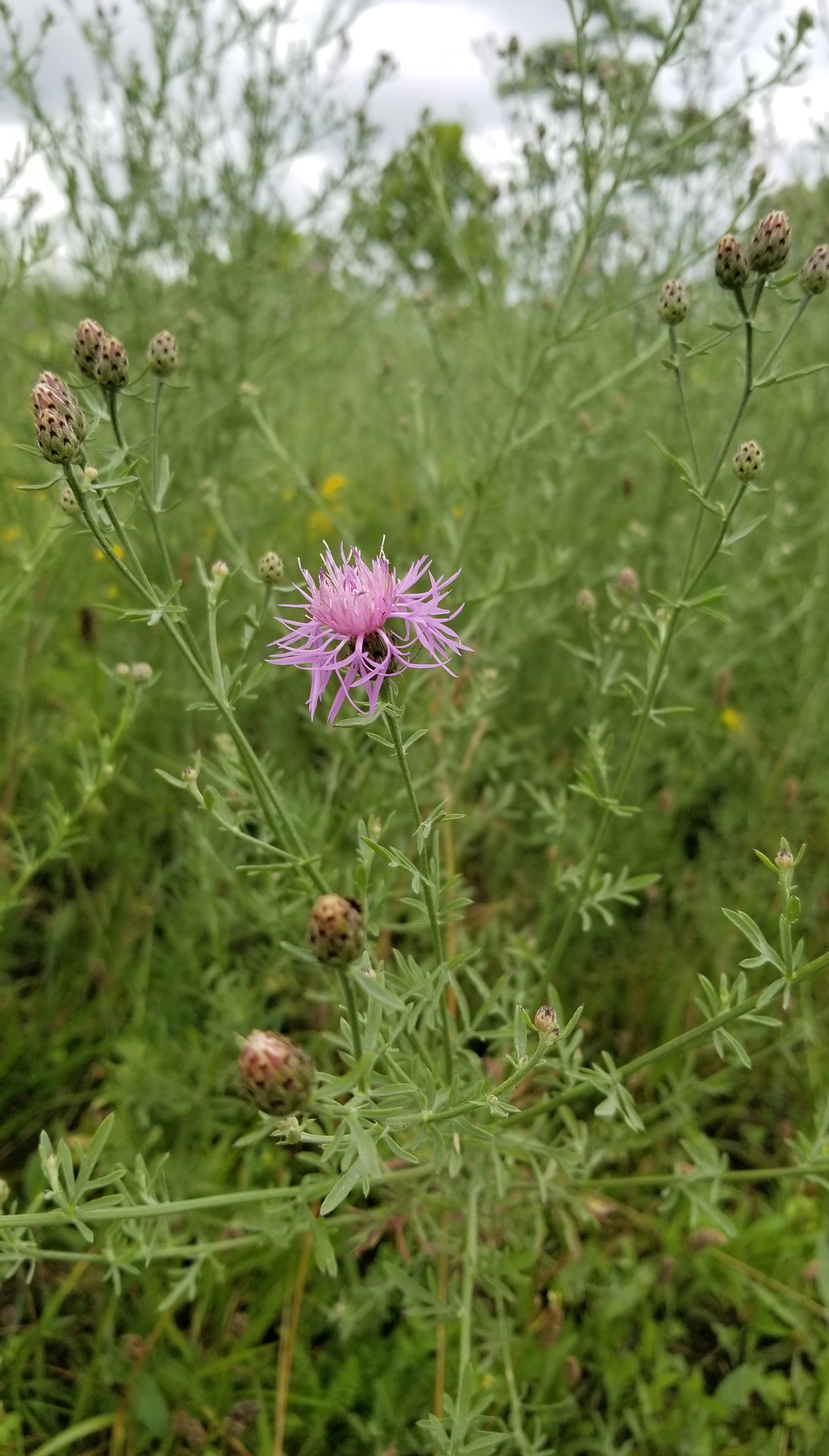 Invasive and alien plants of Pennsylvania - Flora of Pennsylvania