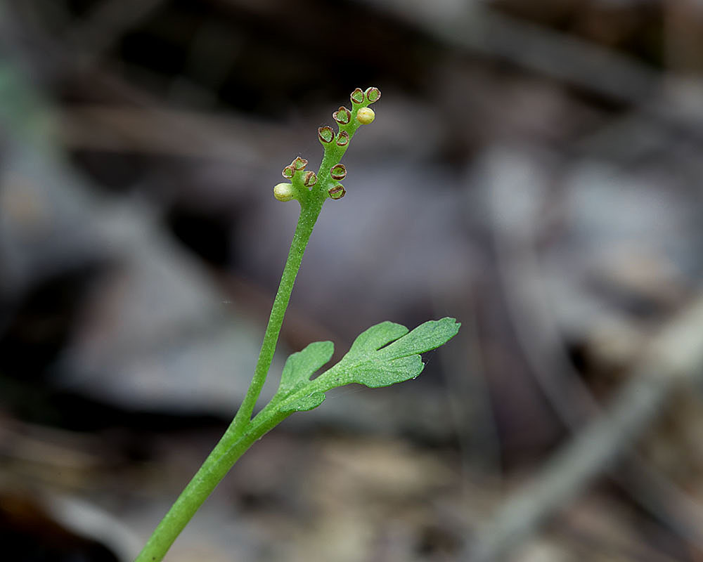 Ferns of Pennsylvania - Flora of Pennsylvania