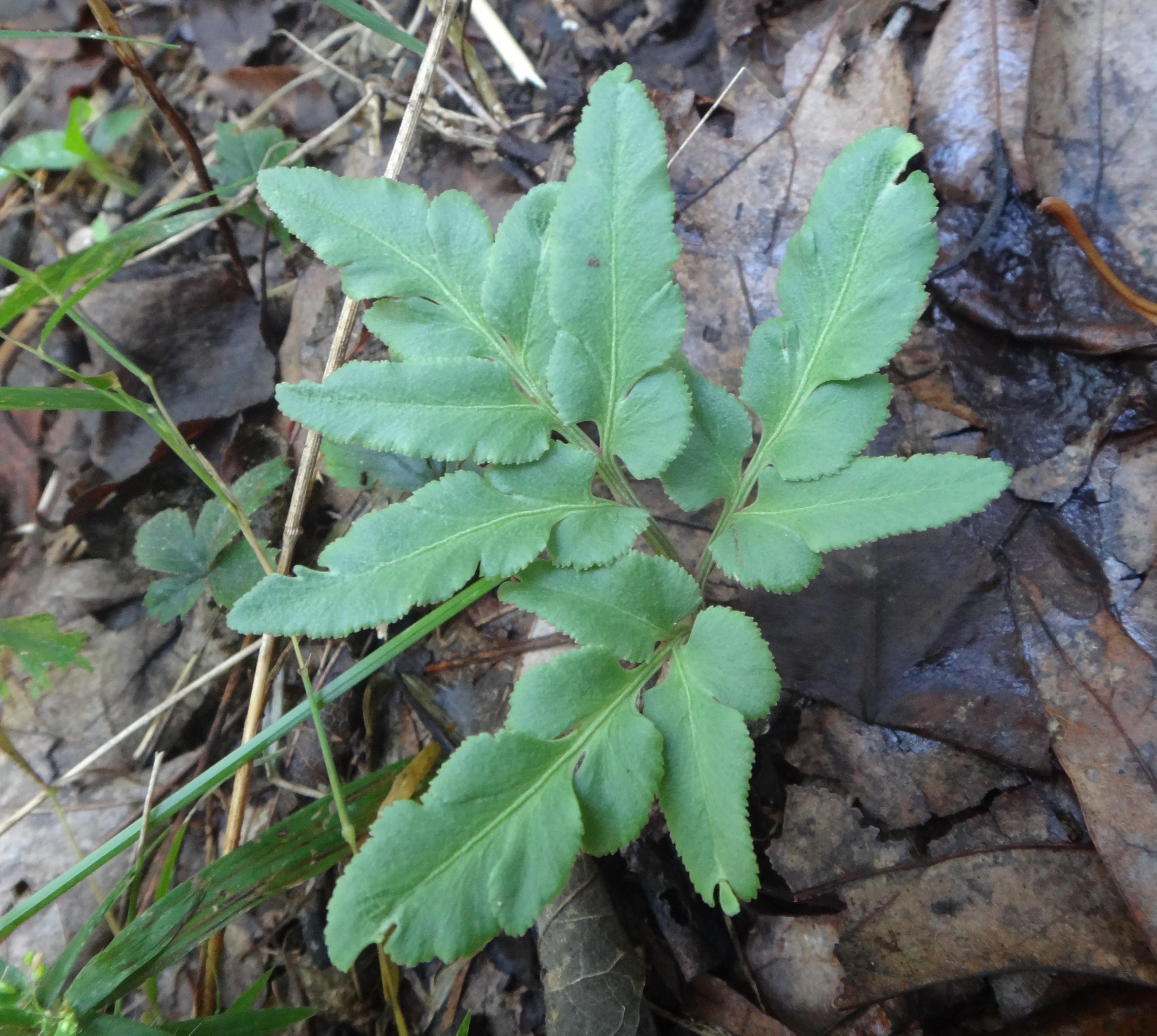 Ferns of Pennsylvania - Flora of Pennsylvania