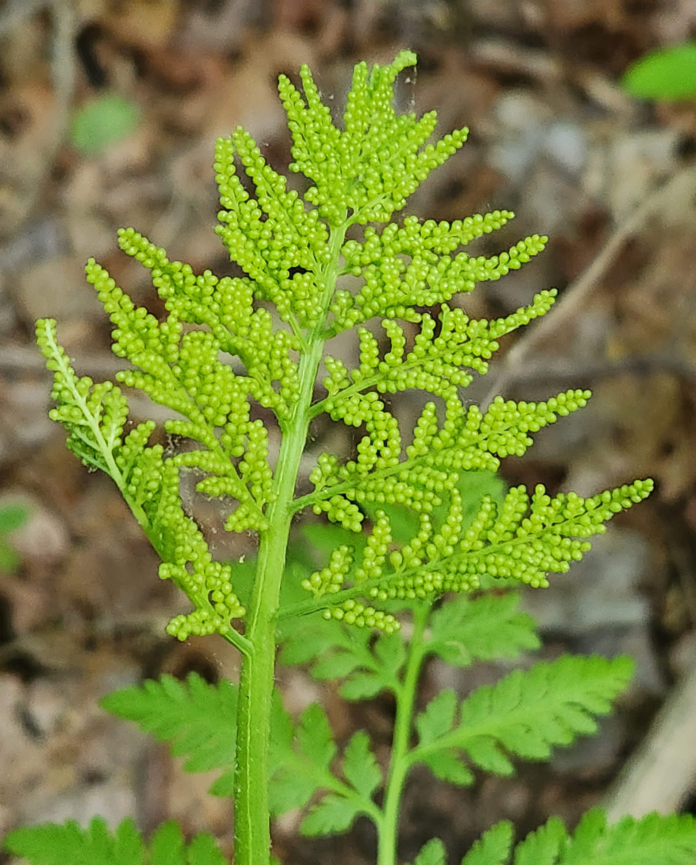 Ferns of Pennsylvania - Flora of Pennsylvania