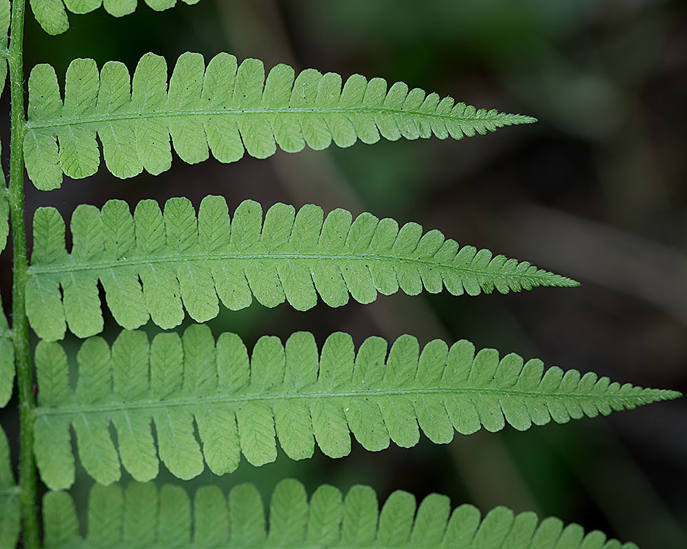 Ferns of Pennsylvania - Flora of Pennsylvania
