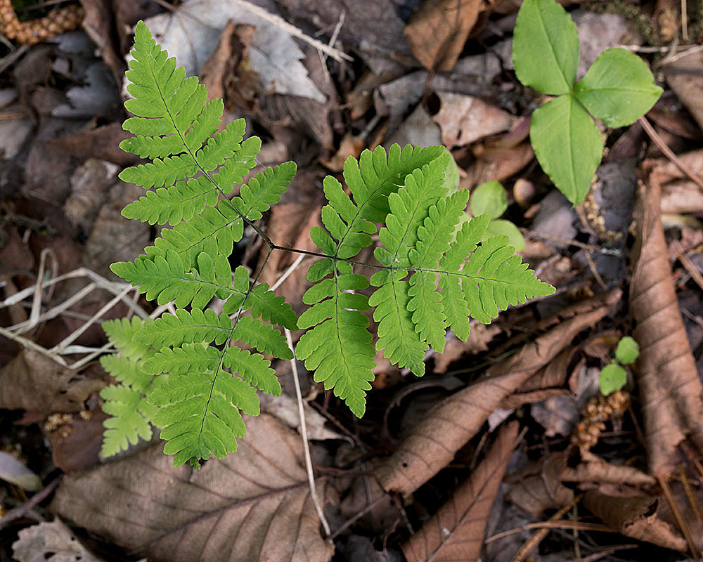 Ferns of Pennsylvania - Flora of Pennsylvania
