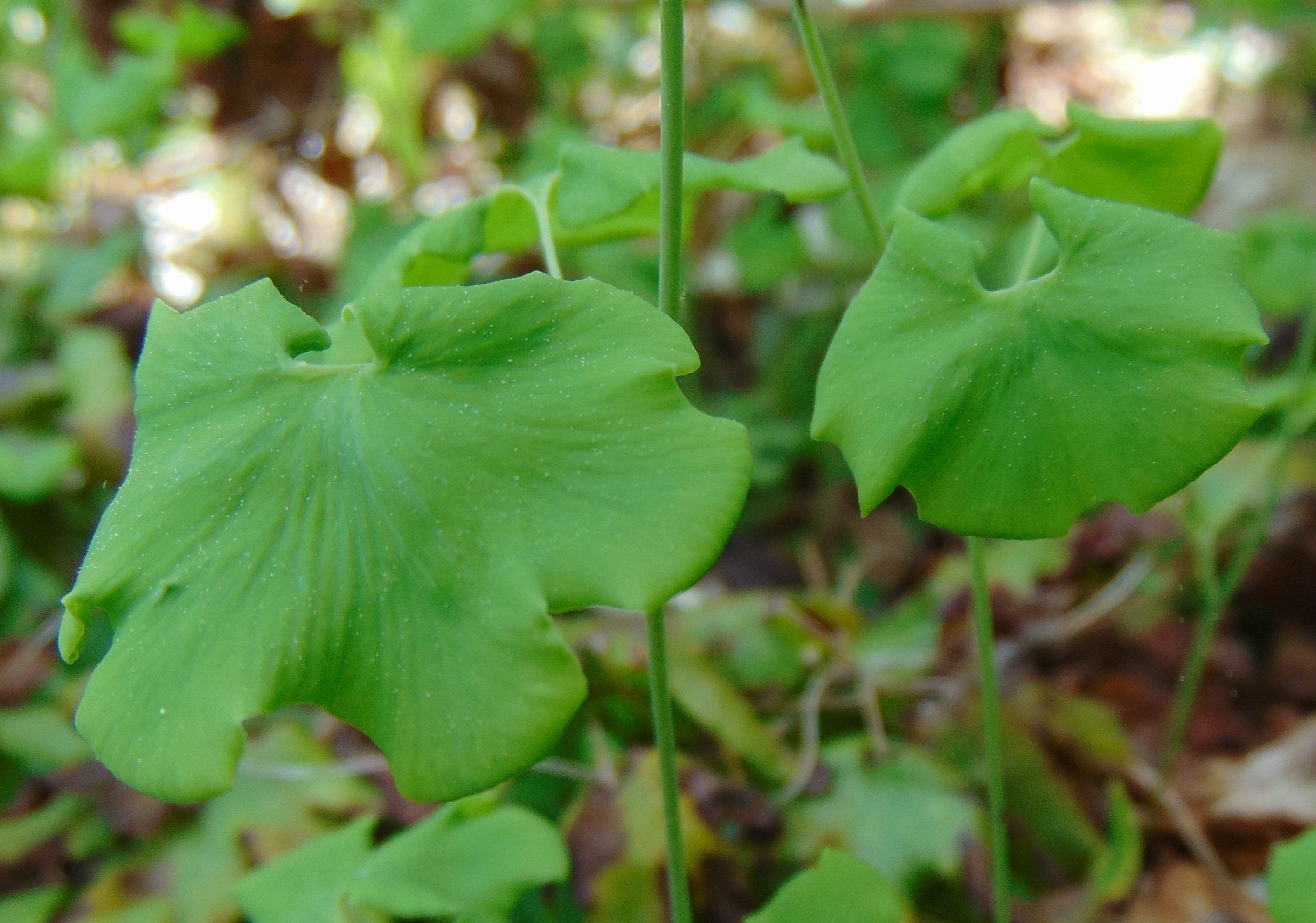 Ferns of Pennsylvania - Flora of Pennsylvania