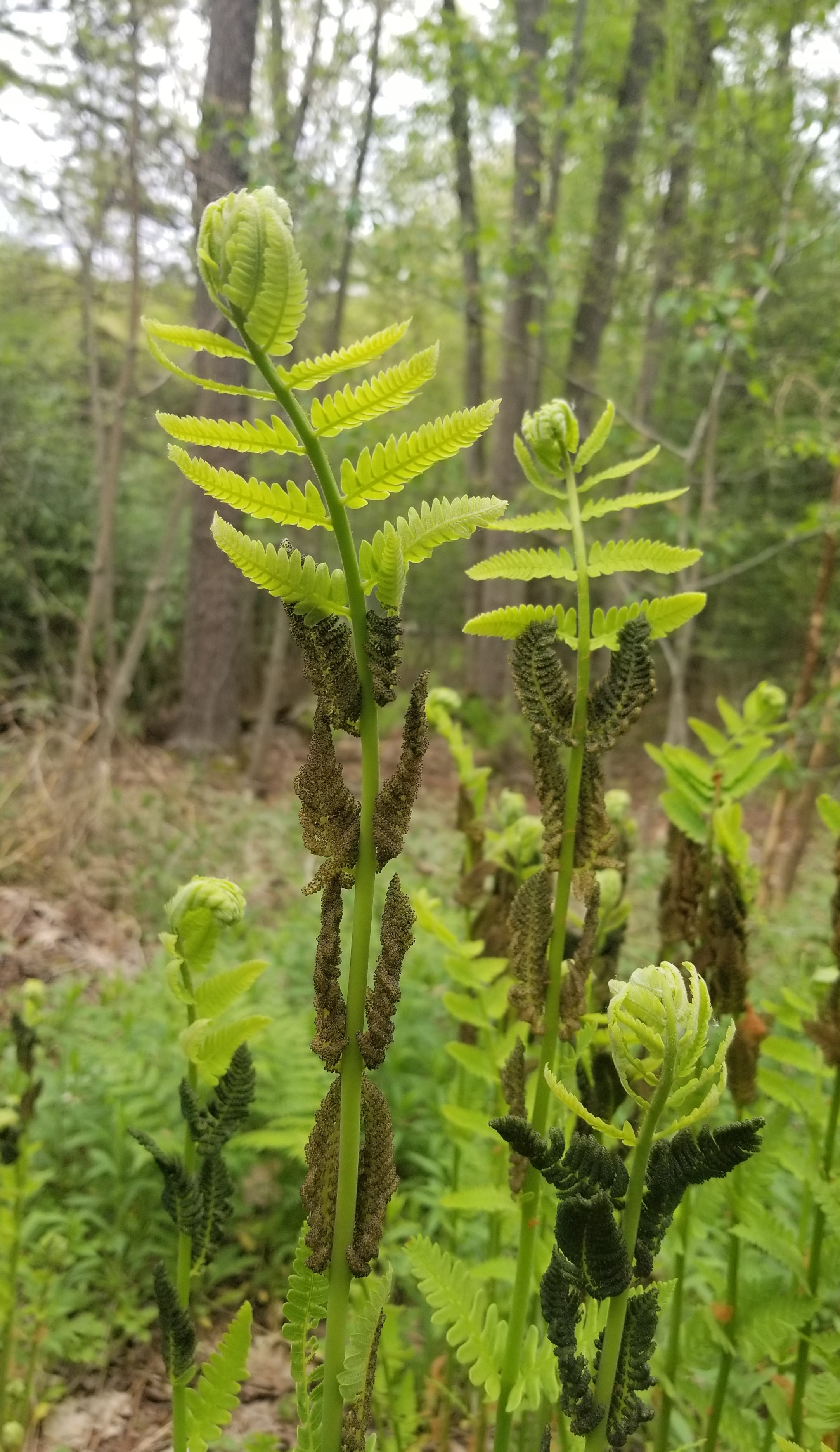 Ferns of Pennsylvania - Flora of Pennsylvania