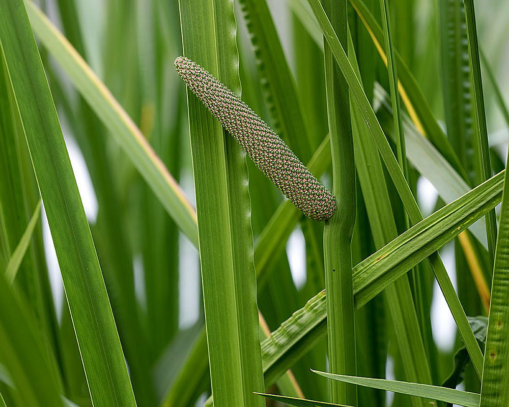 Wetland plants of Pennsylvania - Flora of Pennsylvania
