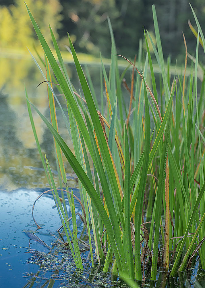 Wetland plants of Pennsylvania - Flora of Pennsylvania