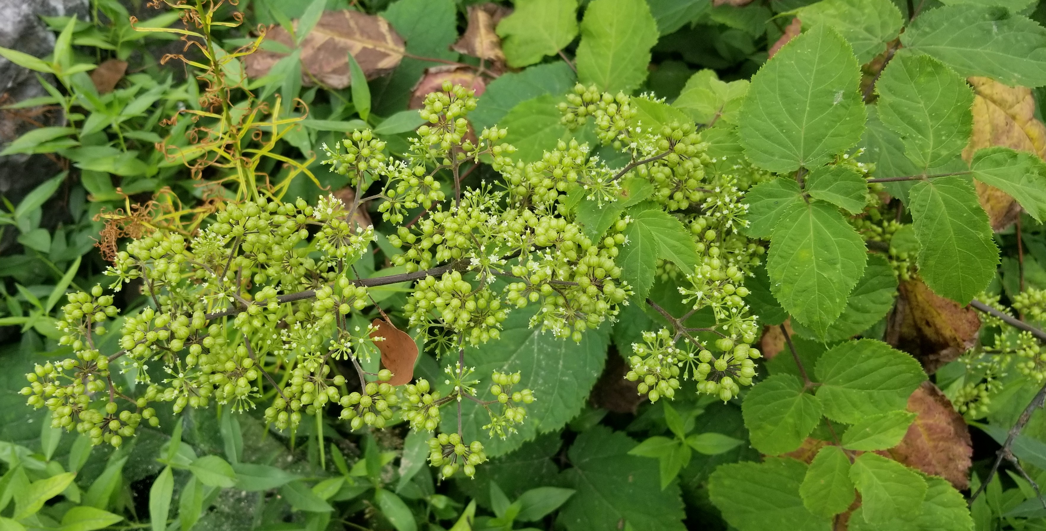 Forest and woodland plants of Pennsylvania - Flora of Pennsylvania