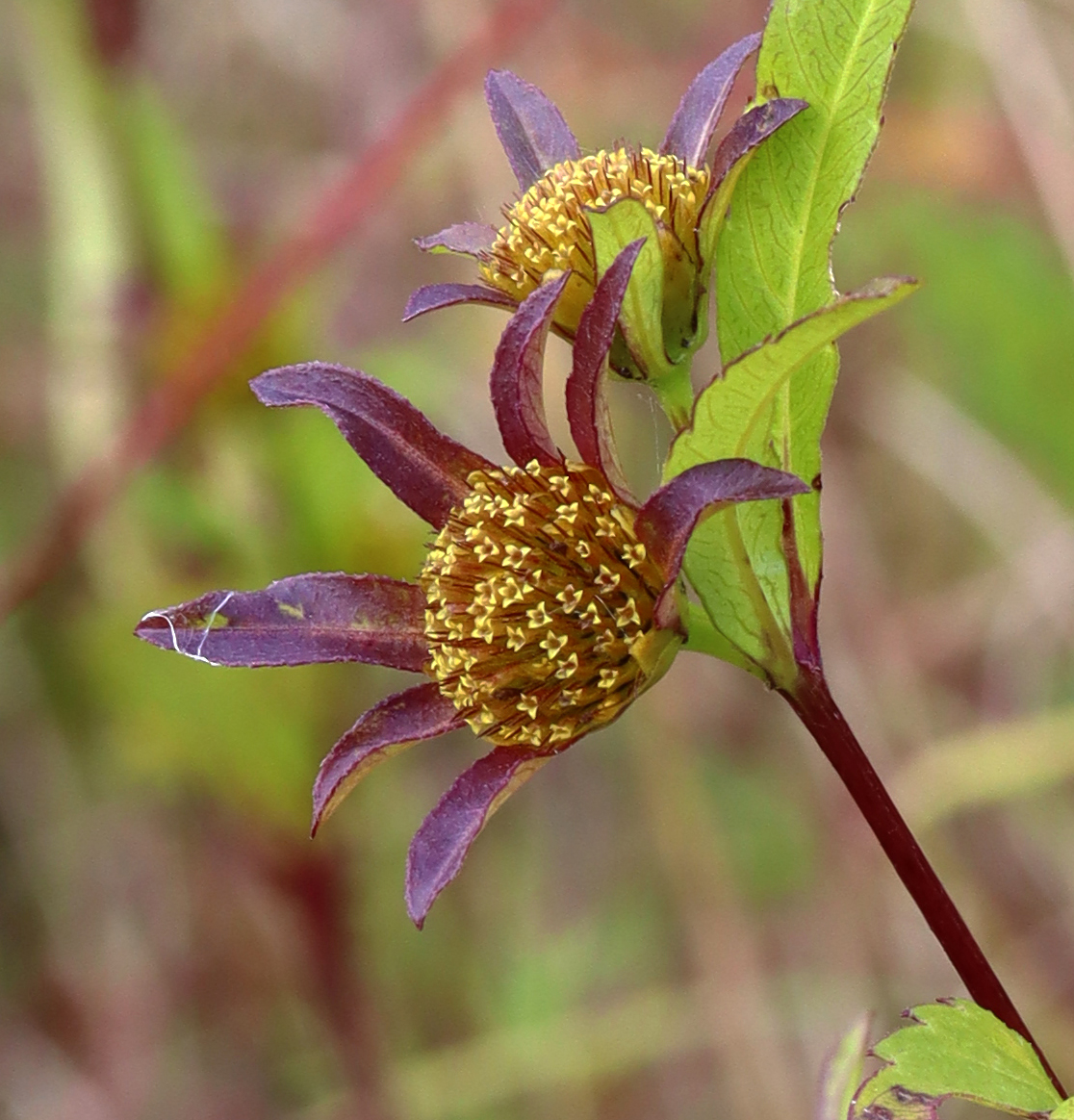 Wetland plants of Pennsylvania - Flora of Pennsylvania