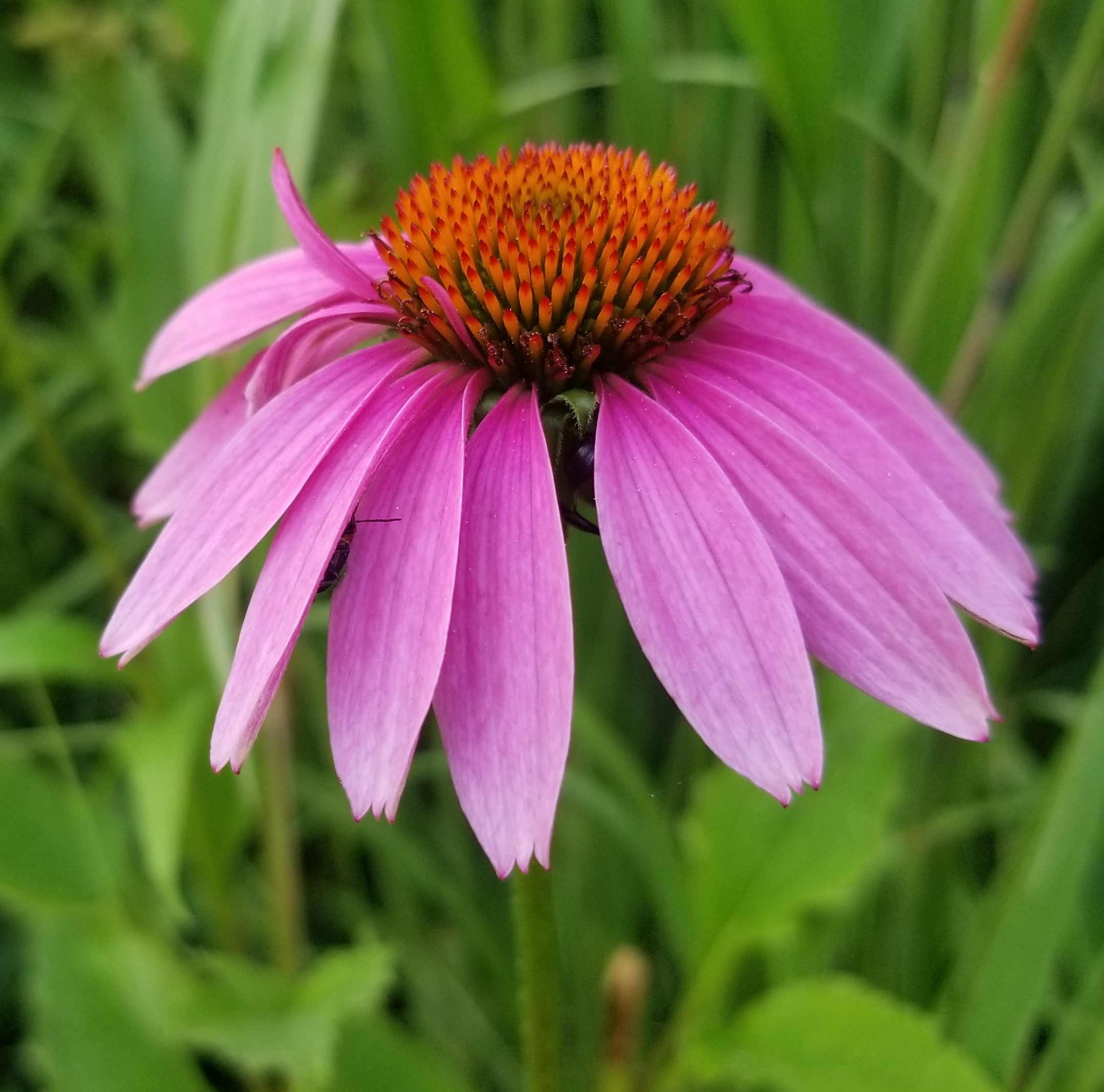 Adventive plants of Pennsylvania - Flora of Pennsylvania