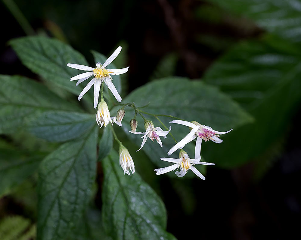 Wetland plants of Pennsylvania - Flora of Pennsylvania