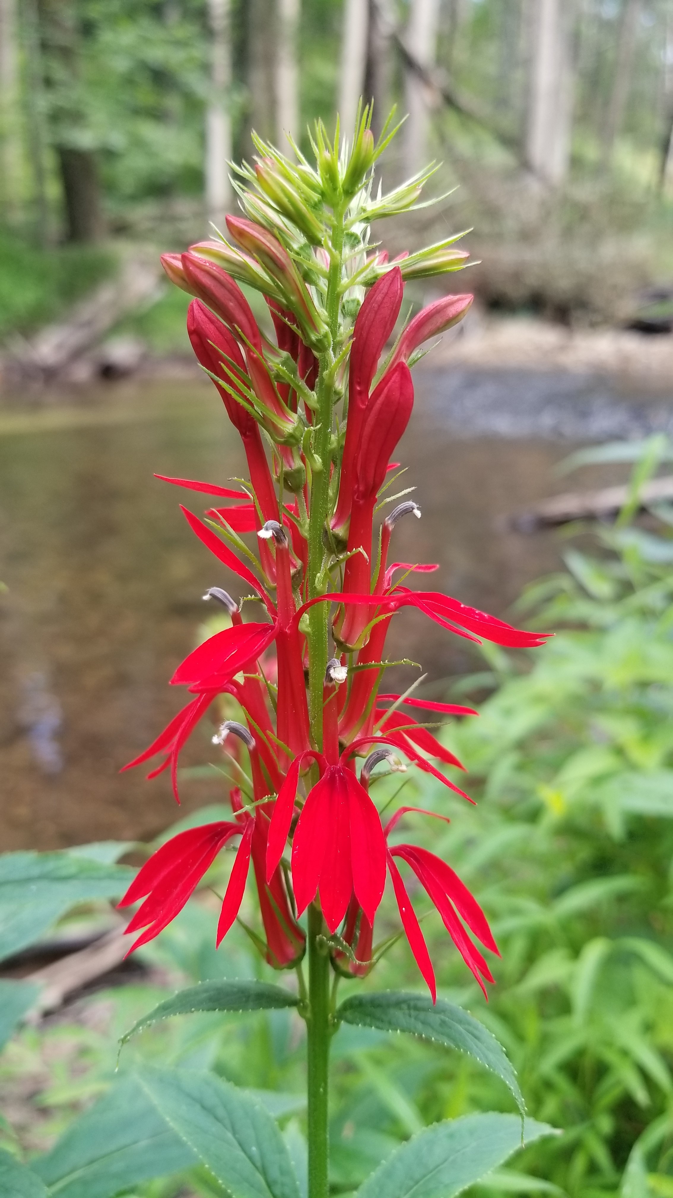 Wetland plants of Pennsylvania - Flora of Pennsylvania
