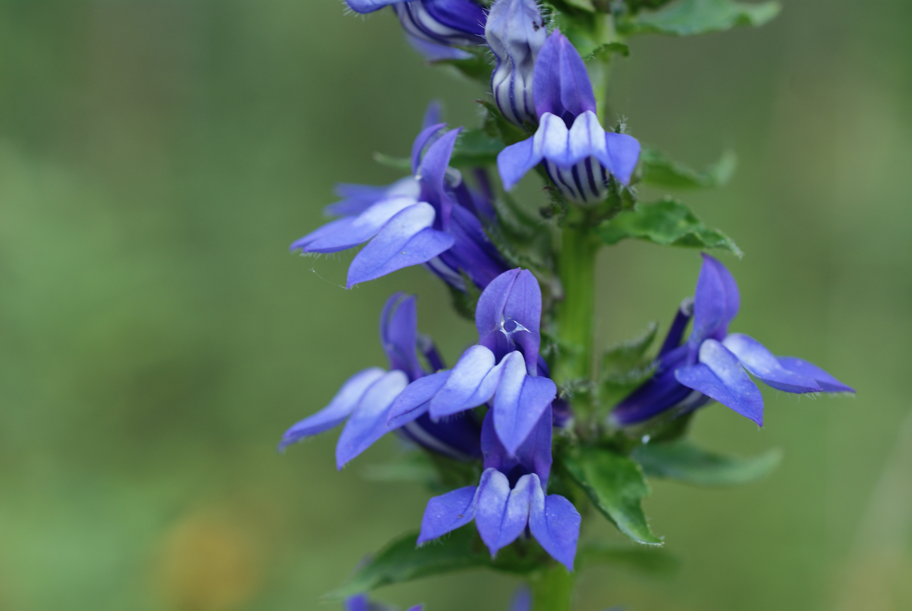 Wetland plants of Pennsylvania - Flora of Pennsylvania