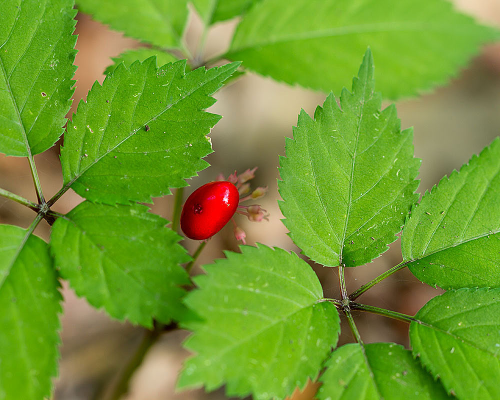 Herbaceous plants of Pennsylvania - Flora of Pennsylvania