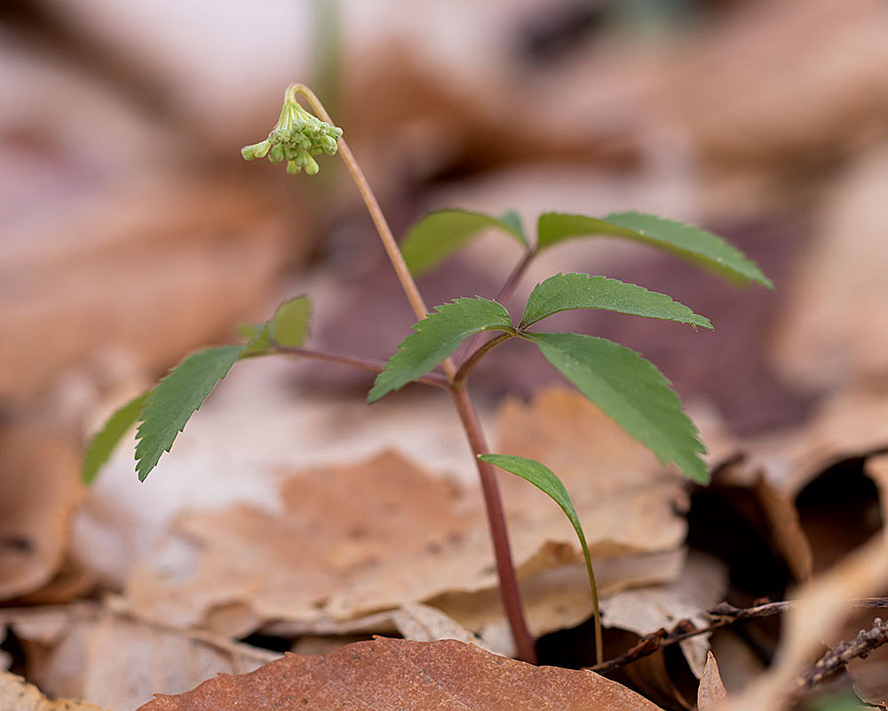 Forest and woodland plants of Pennsylvania - Flora of Pennsylvania