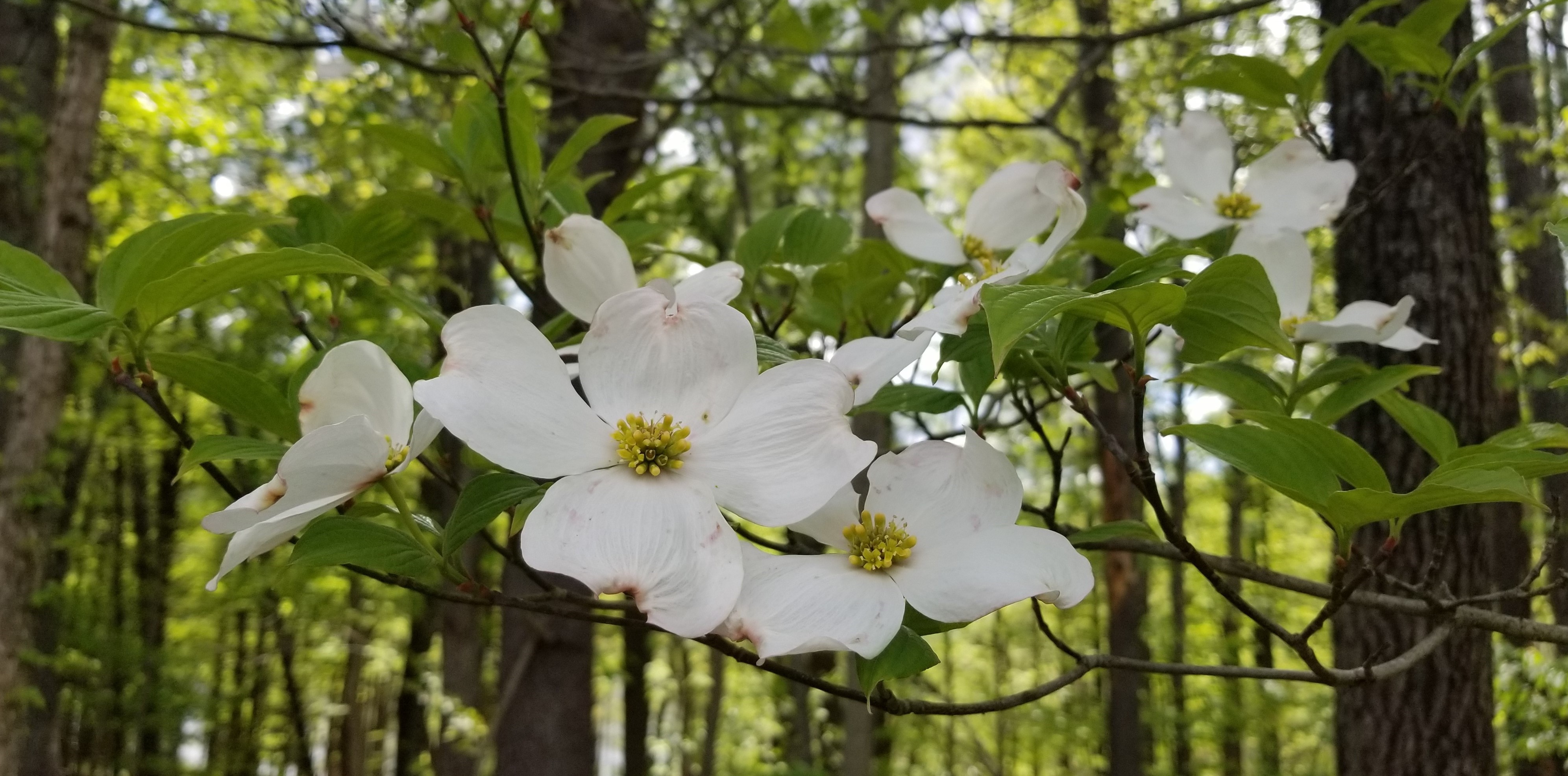 Wetland plants of Pennsylvania - Flora of Pennsylvania